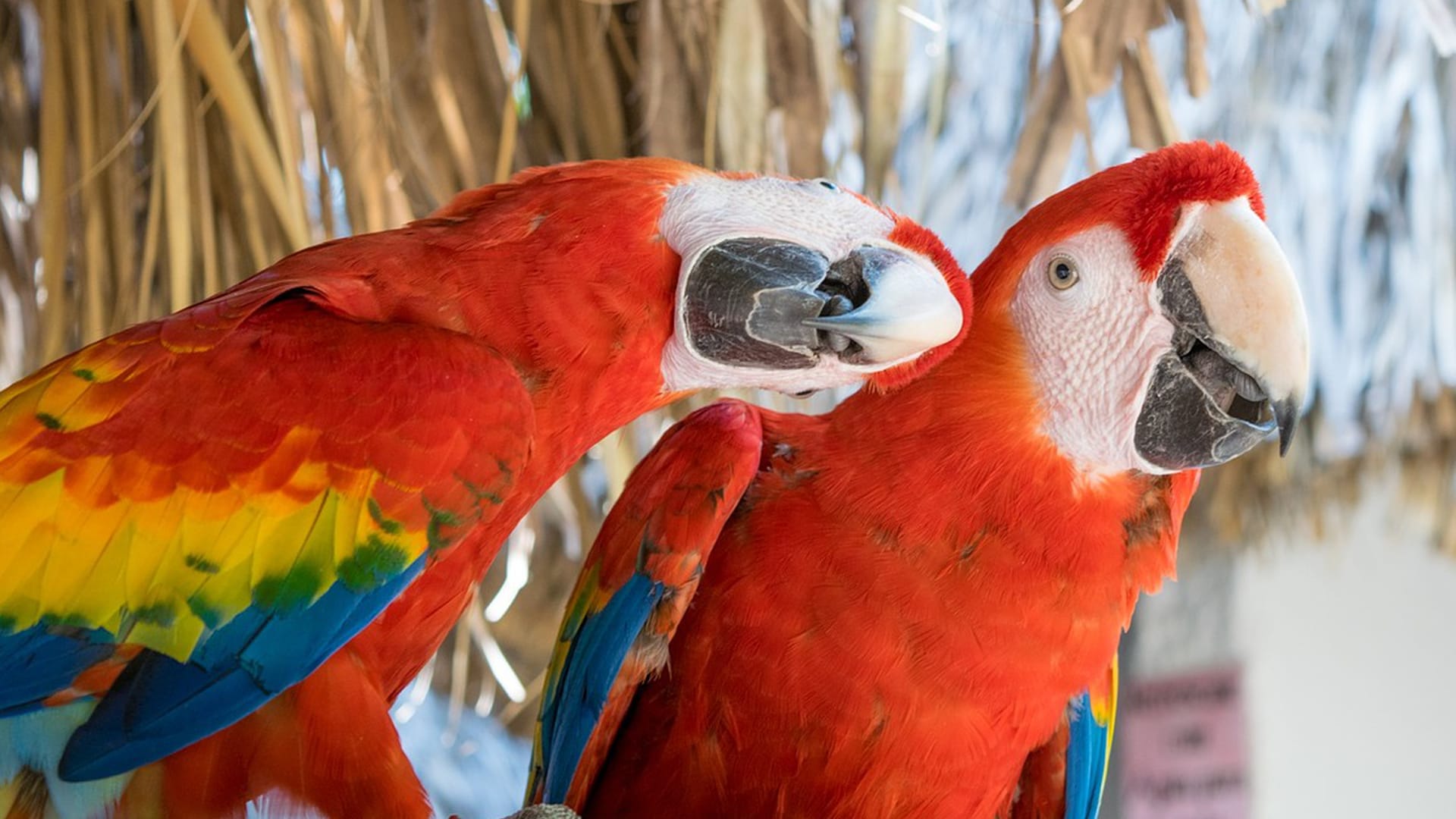 Fauna del Amazonas Magnífico - Hotel Utuane Leticia 2022
