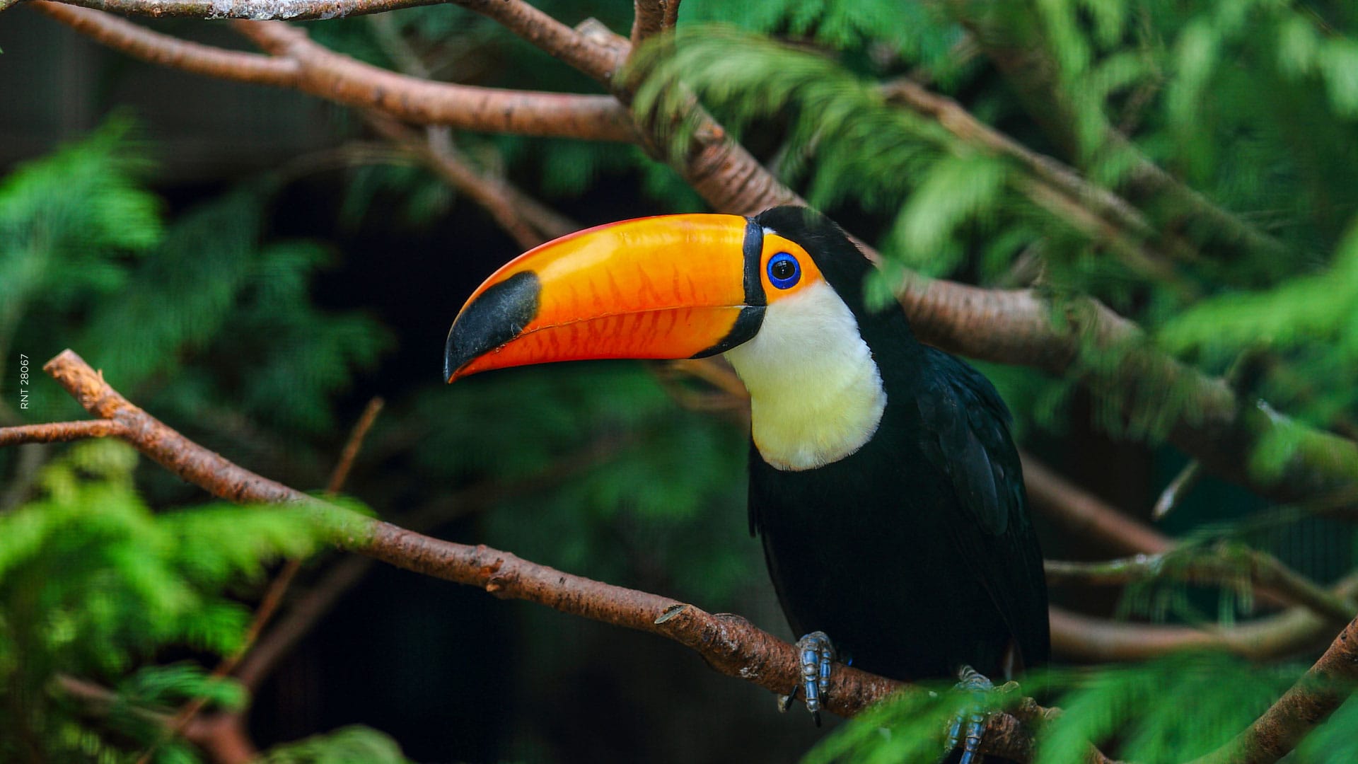 Encuentra la Paz en la Selva Amazónica - Utüane - 2025